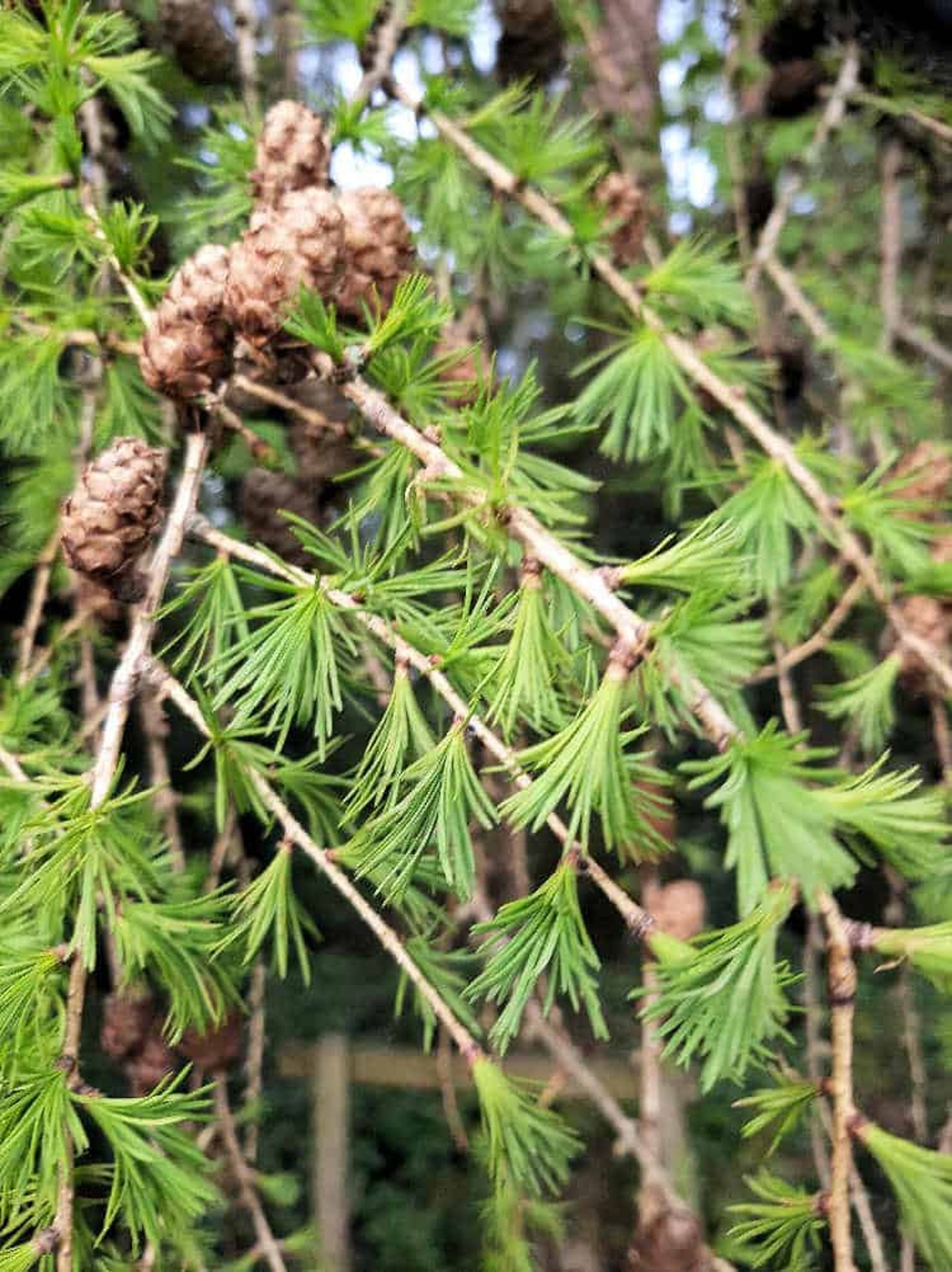 European Larch Larix Decidua .5g Approx 125 Seeds - Etsy
