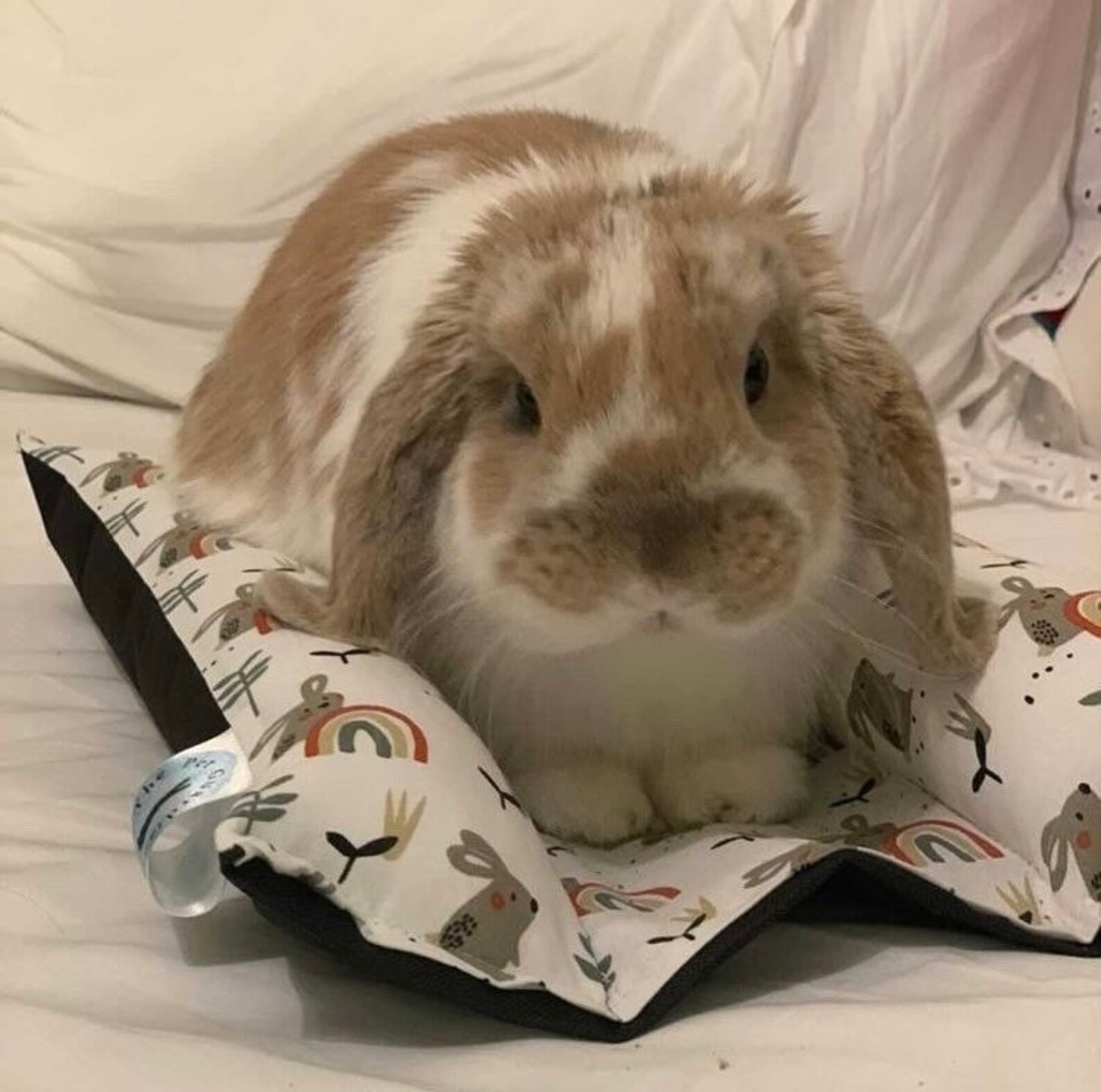 Bunny Binky Bed SMALL | Etsy