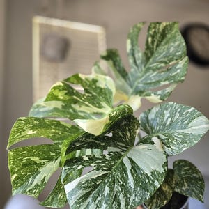 Monstera Deliciosa White Snow 6 - Etsy