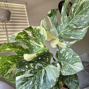 Monstera Deliciosa White Snow 6 - Etsy