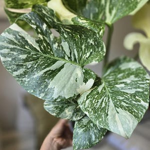 Monstera Deliciosa White Snow 6 - Etsy