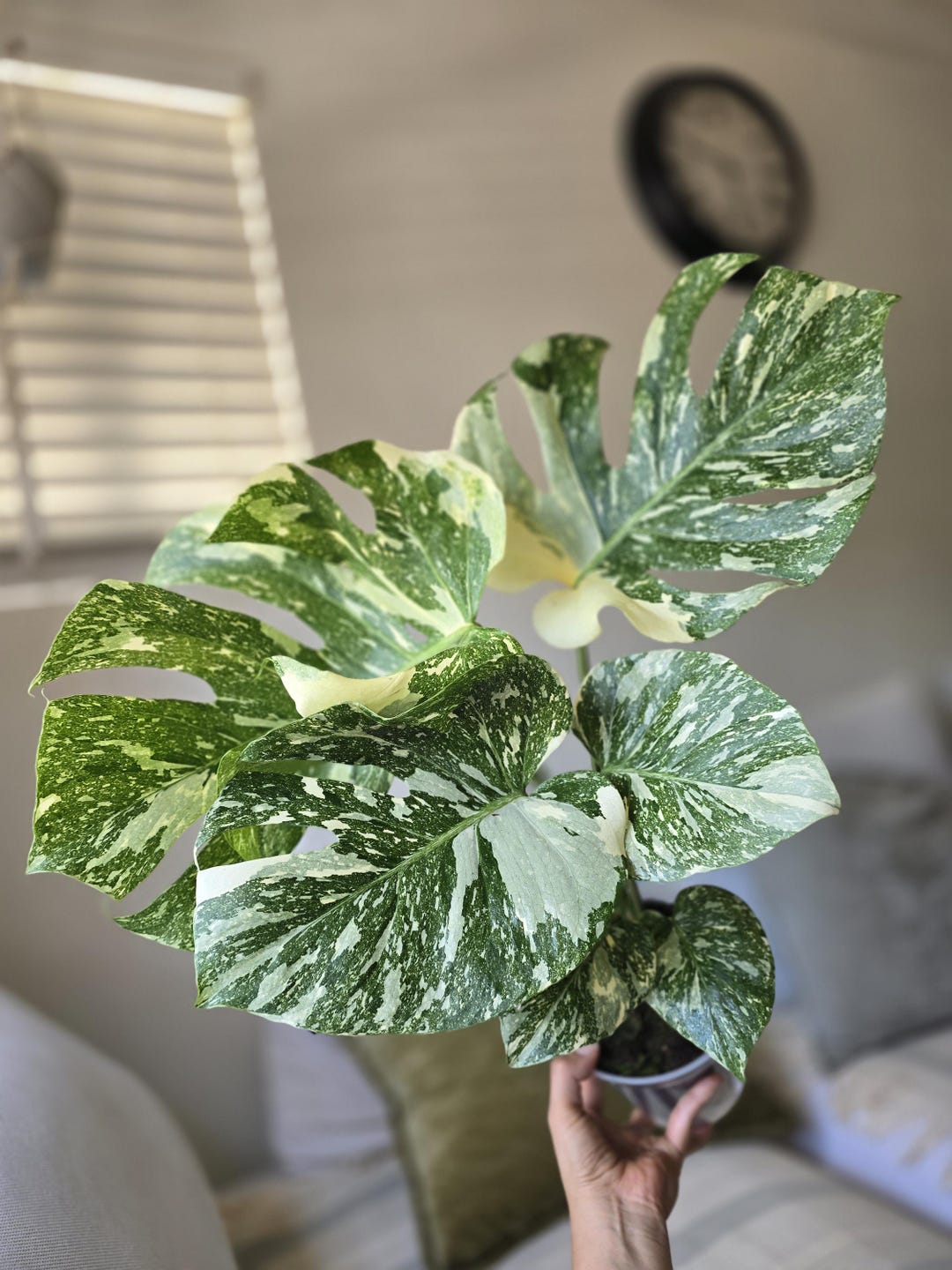Monstera Deliciosa White Snow 6 - Etsy
