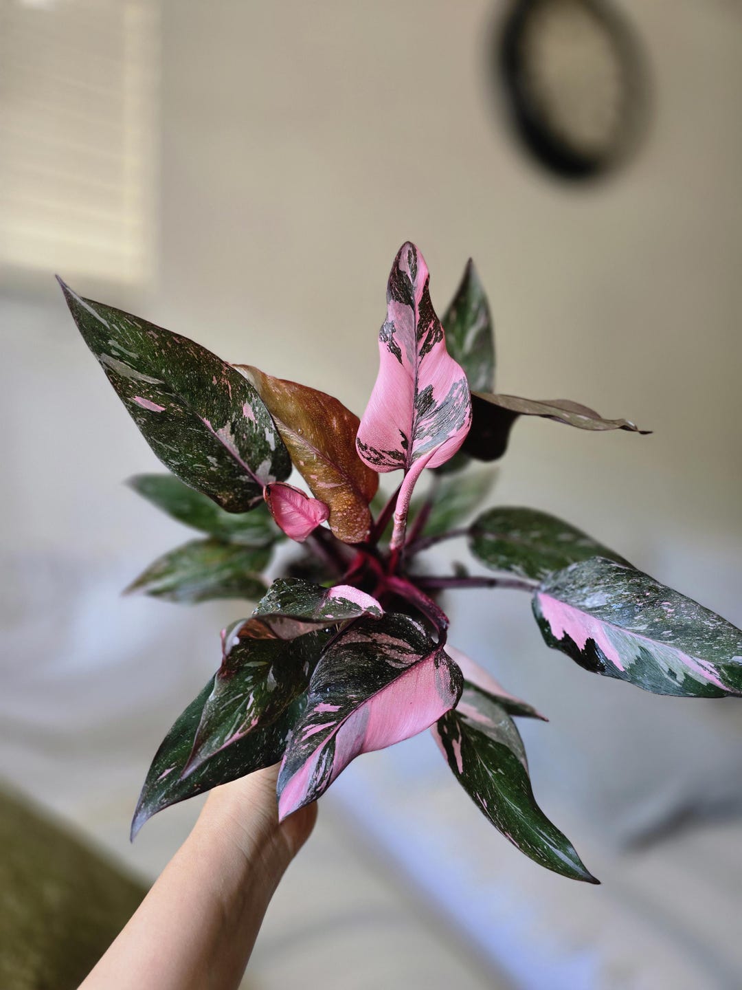 Philodendron Pink Princess Marble Galaxy - Etsy