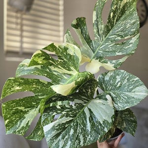 Monstera Deliciosa White Snow 6 - Etsy