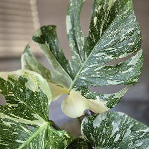 Monstera Deliciosa White Snow 6 - Etsy