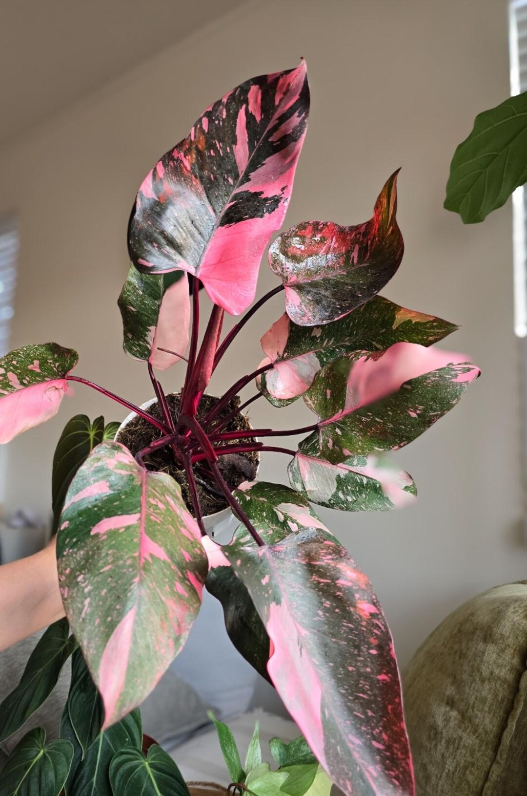 Philodendron Pink Princess Galaxy 6" - Etsy