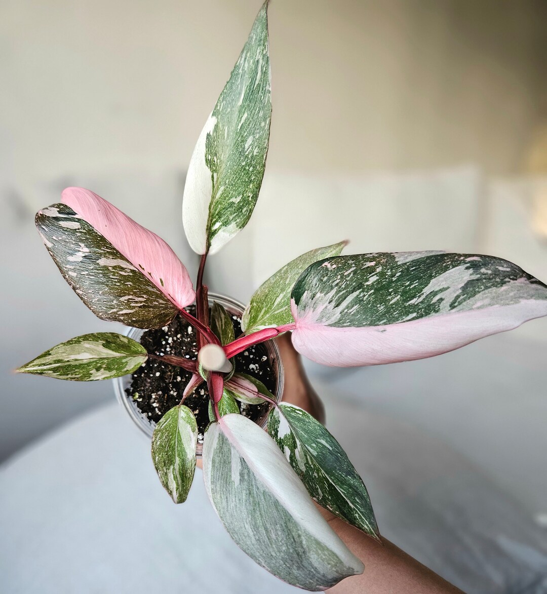 Pink Princess Philodendron Marble Galaxy - Etsy