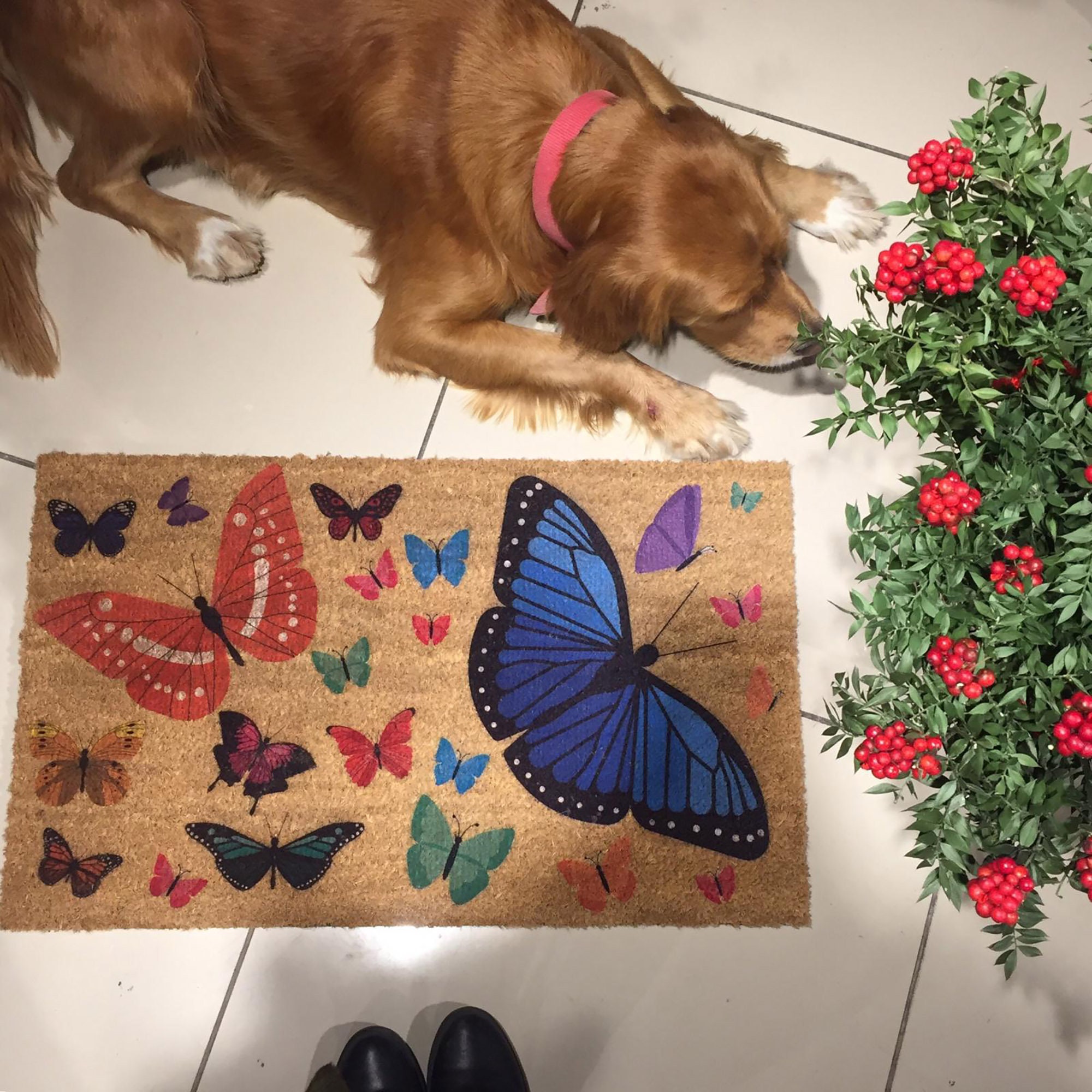 Colorful Butterflies Flying Freely Printed Doormat Mat fall | Etsy