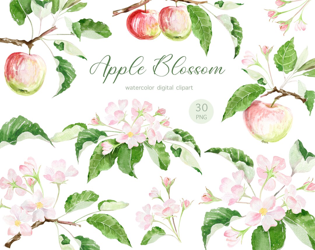 Pink and White Watercolor Apple Tree Flower, Apple Blossom Clipart ...