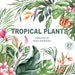 Tropical Greenery Watercolor Clipart. Banana, Monstera and Palm Leaf ...
