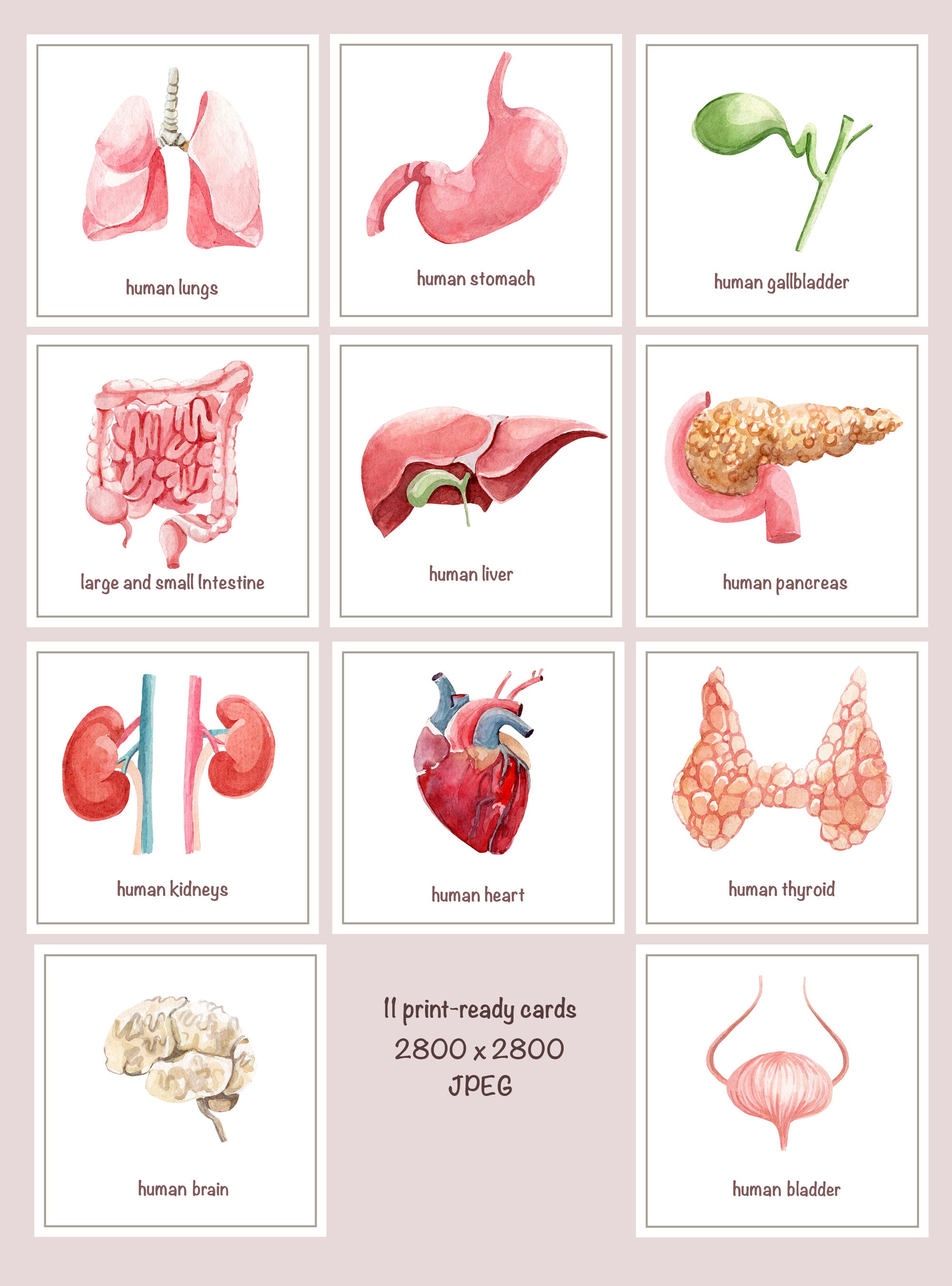 Watercolor Human Organs Clipart. Human Anatomy Body Parts. - Etsy