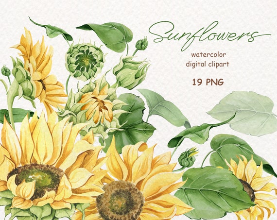 Watercolor Sunflower PNG Clipart. Hand Painted Yellow Flowers. - Etsy