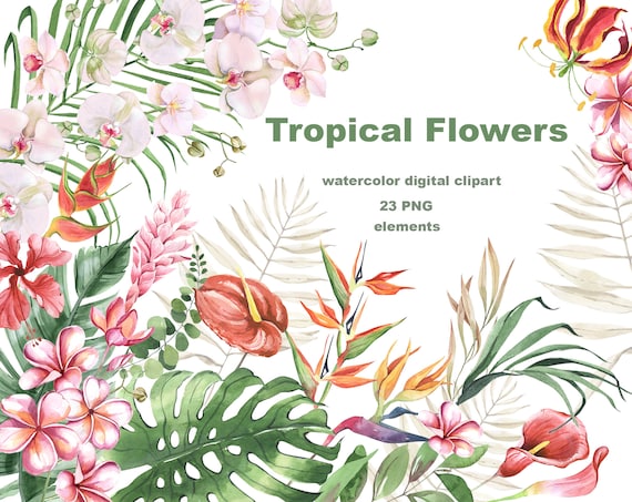 Watercolor Tropical Flower Clipart. Exotic Summer Flowers and - Etsy
