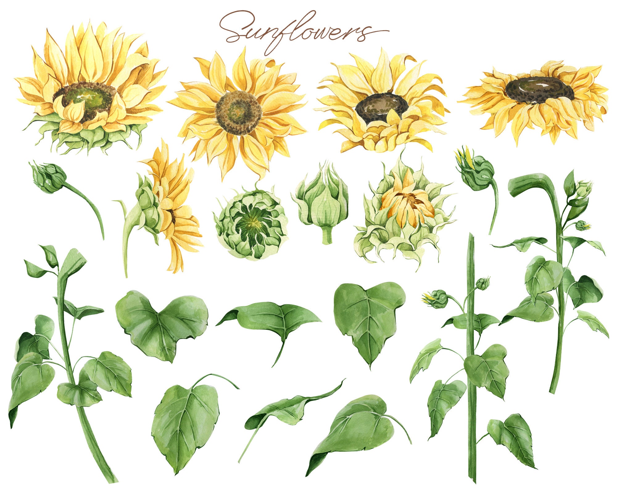 Watercolor Sunflower PNG Clipart. Hand Painted Yellow Flowers. - Etsy