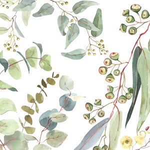 Watercolor Green Eucalyptus Clipart. Eucalyptus Elements, Leaves ...