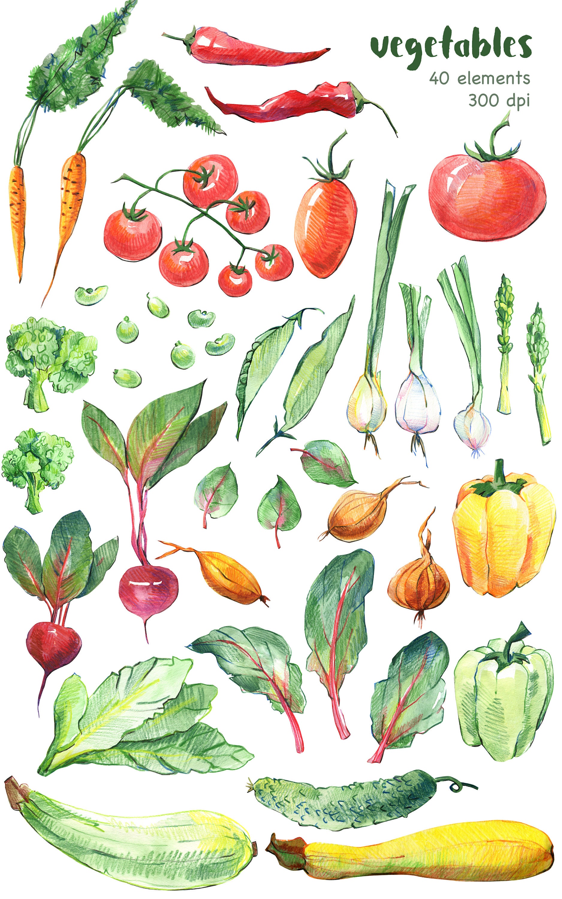 Watercolor Vegetables Clipart. Garden Vegetables Printable. - Etsy