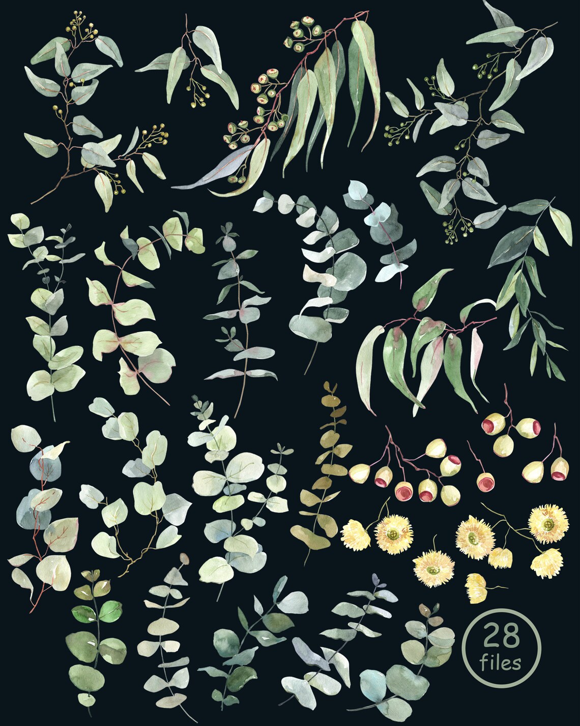 Watercolor Green Eucalyptus Clipart. Eucalyptus Elements | Etsy