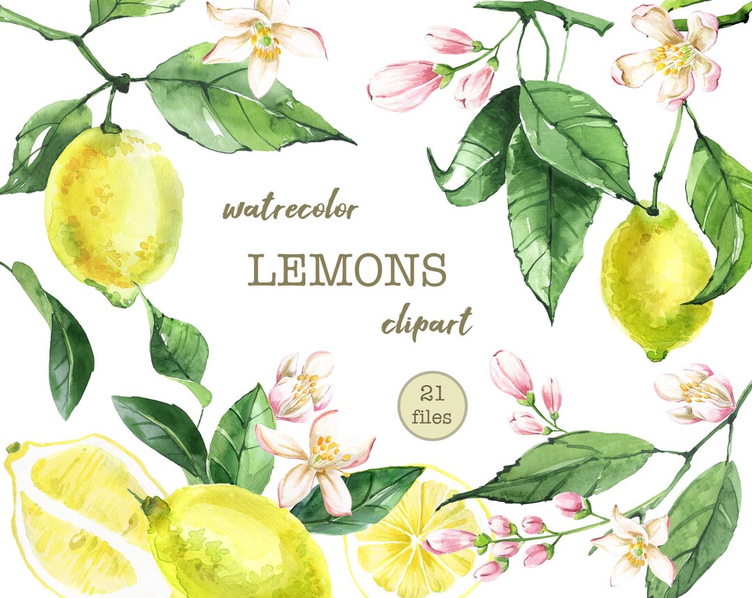 Watercolor Lemon Png Clipart, Lemon Blossom Leaves and Twigs, Lemon ...