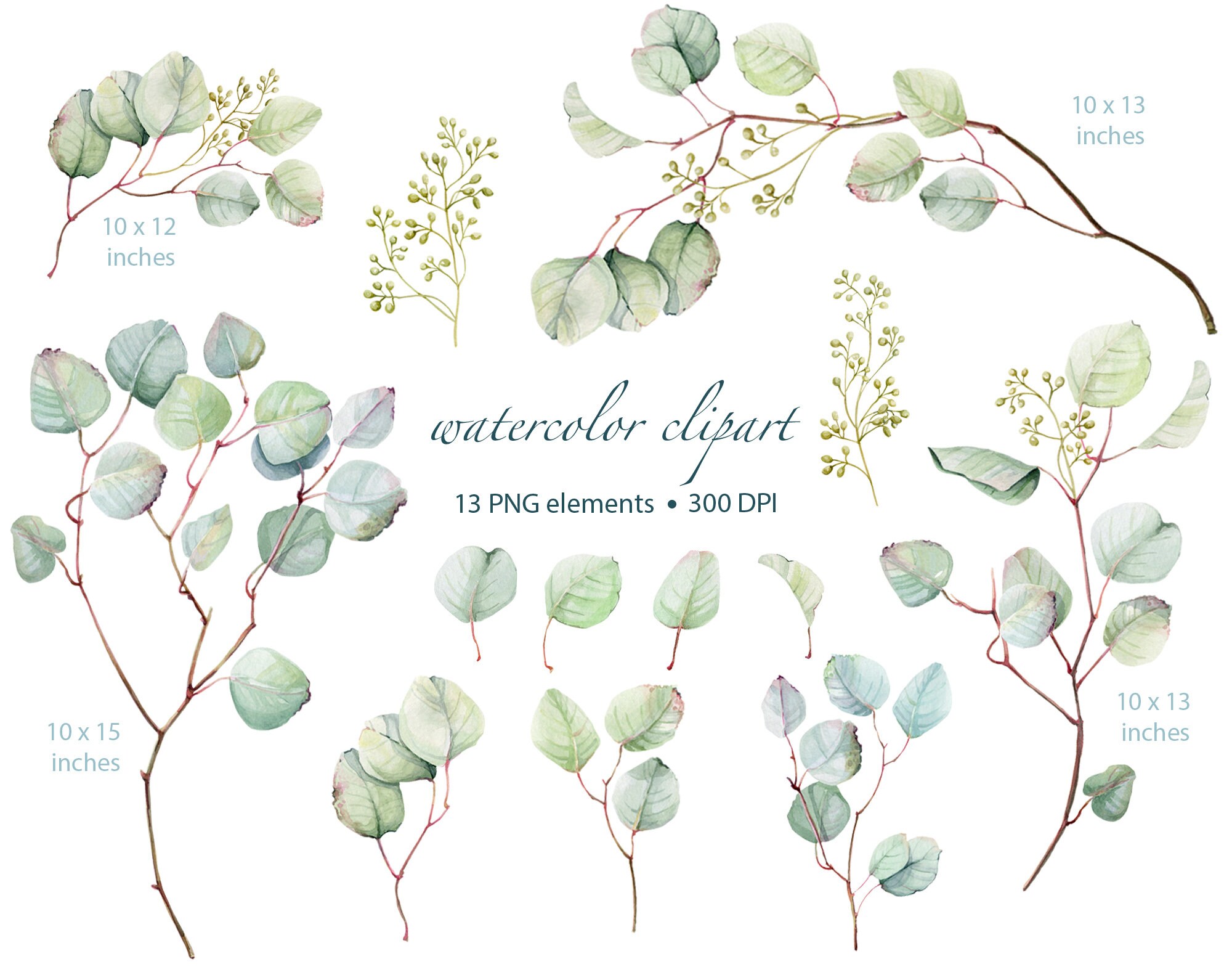 Watercolor Eucalyptus Clipart Greenery Clipart Foliage - Etsy