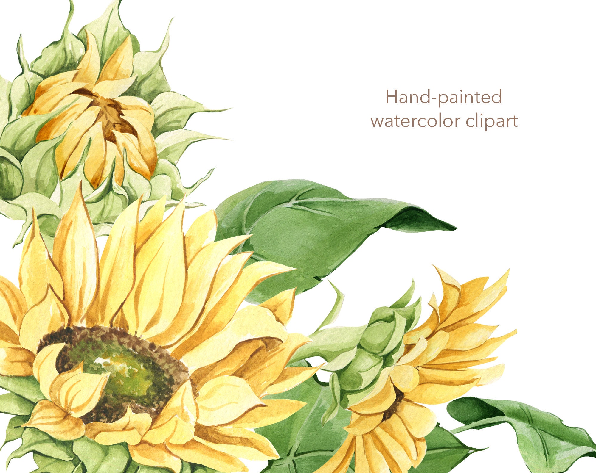 Watercolor Sunflower PNG Clipart. Hand Painted Yellow Flowers. - Etsy