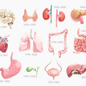 Watercolor Human Organs Clipart. Human Anatomy Body Parts. Medical ...