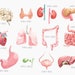 Watercolor Human Organs Clipart. Human Anatomy Body Parts. - Etsy