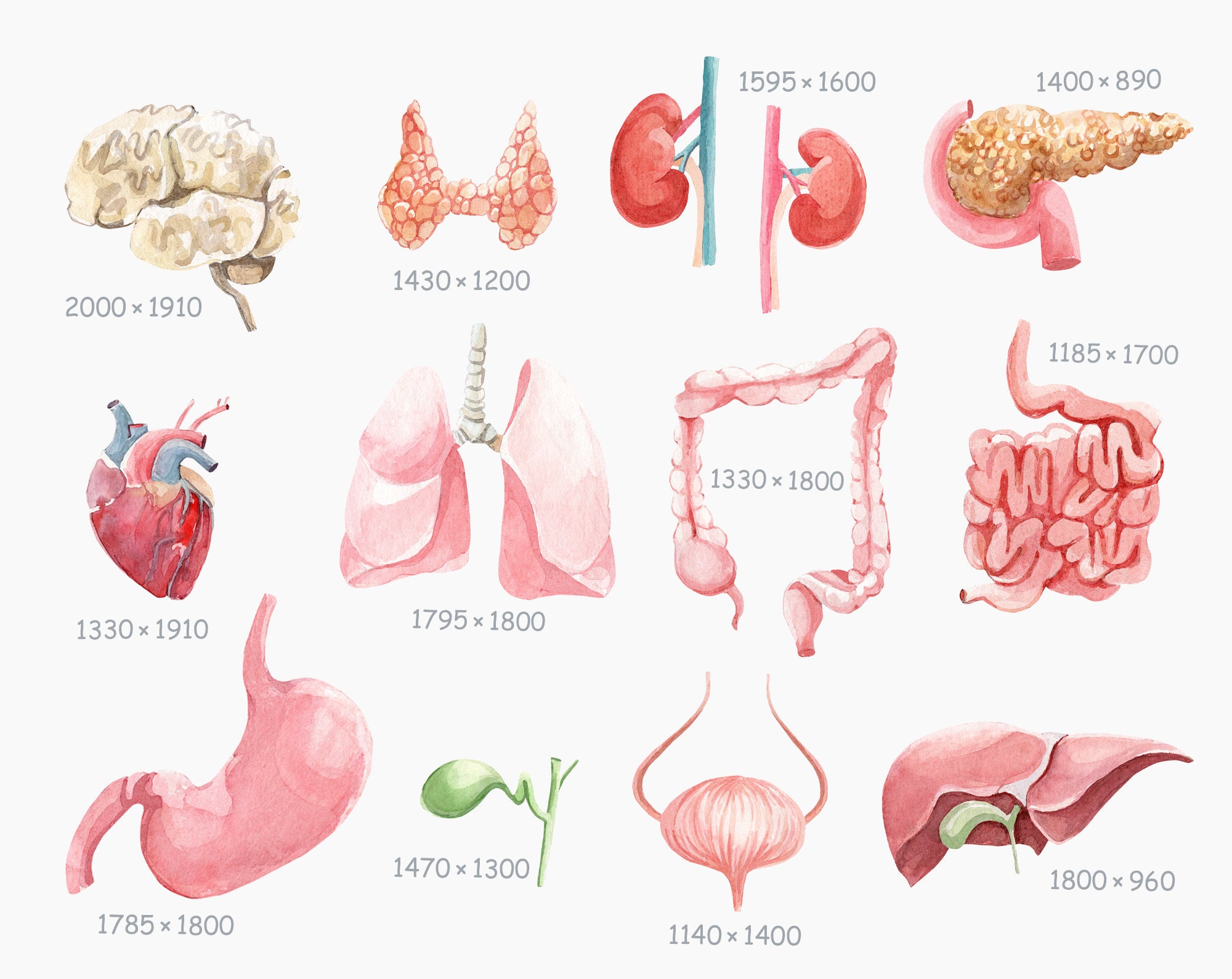 Watercolor Human Organs Clipart. Human Anatomy Body Parts. - Etsy