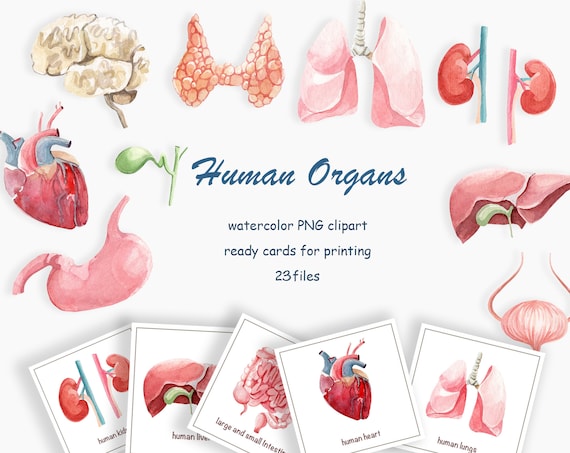 Watercolor Human Organs Clipart. Human Anatomy Body Parts. | Etsy UK