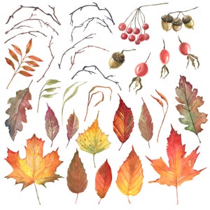 Watercolor Fall Leaves Clipart. Fall Clip Art. Autumn Watercolor ...