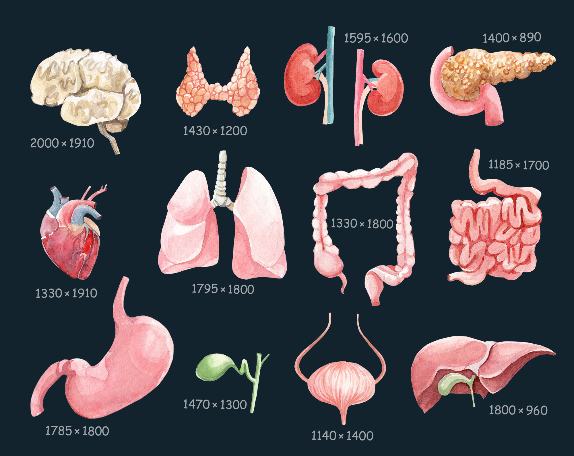 Watercolor Human Organs Clipart. Human Anatomy Body Parts. - Etsy