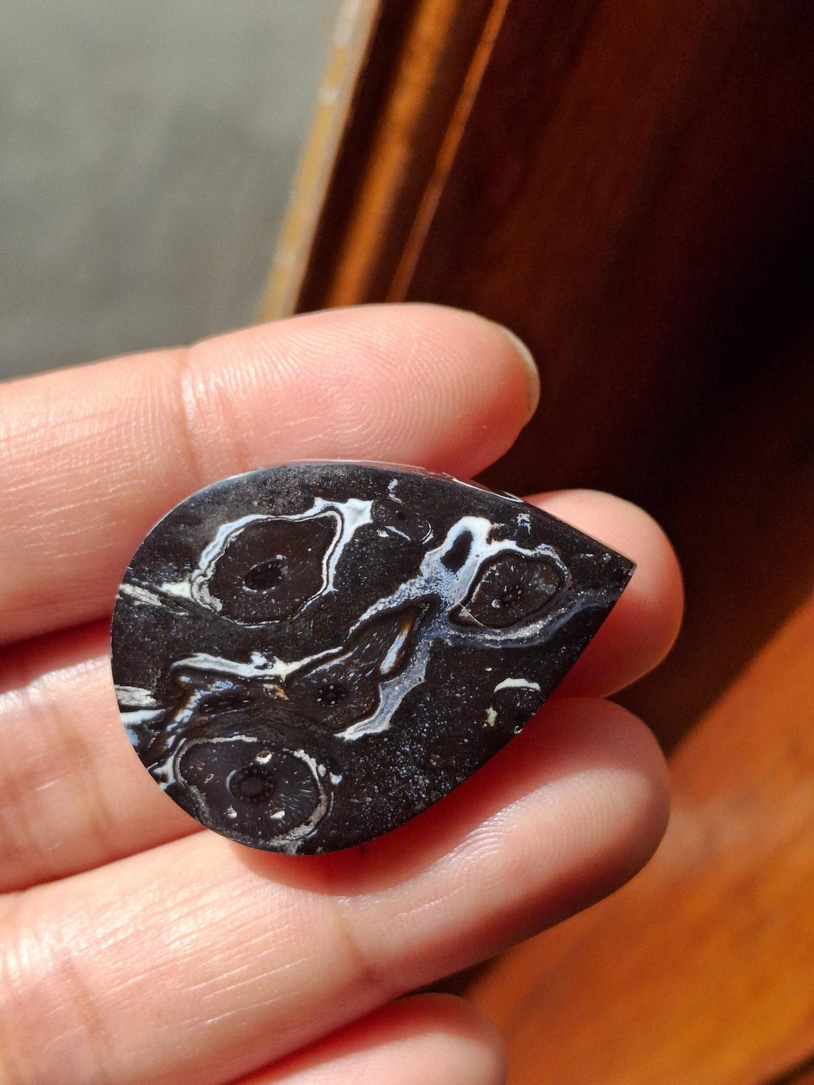 Cabujón de lágrima de raíz de palma fosilizada - Etsy México