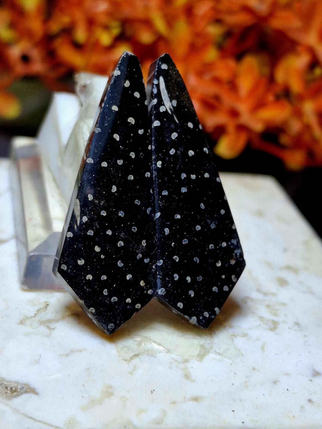 Fossilized Palmroot Pair - Etsy