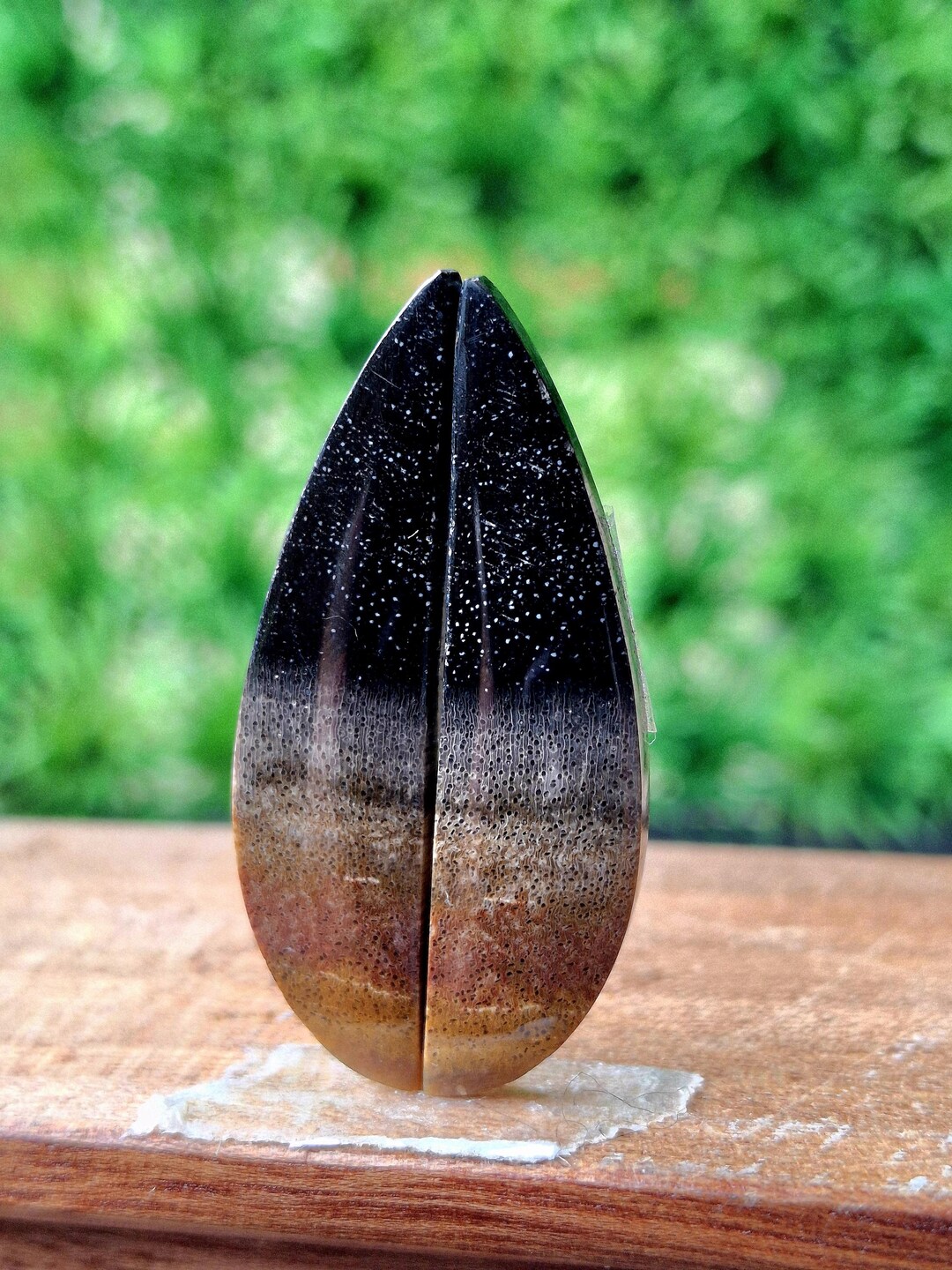 Falm Root Fossil - Etsy