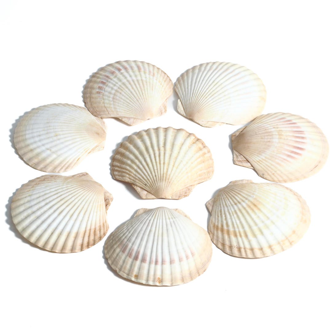 Vintage Natural Shell Plates Set of 8 Scallop Shell Plates - Etsy