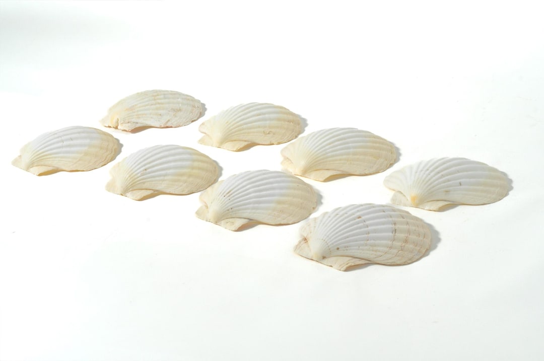 Vintage Scallop Shell Plates: Coastal Decor, Set of 8 - Etsy