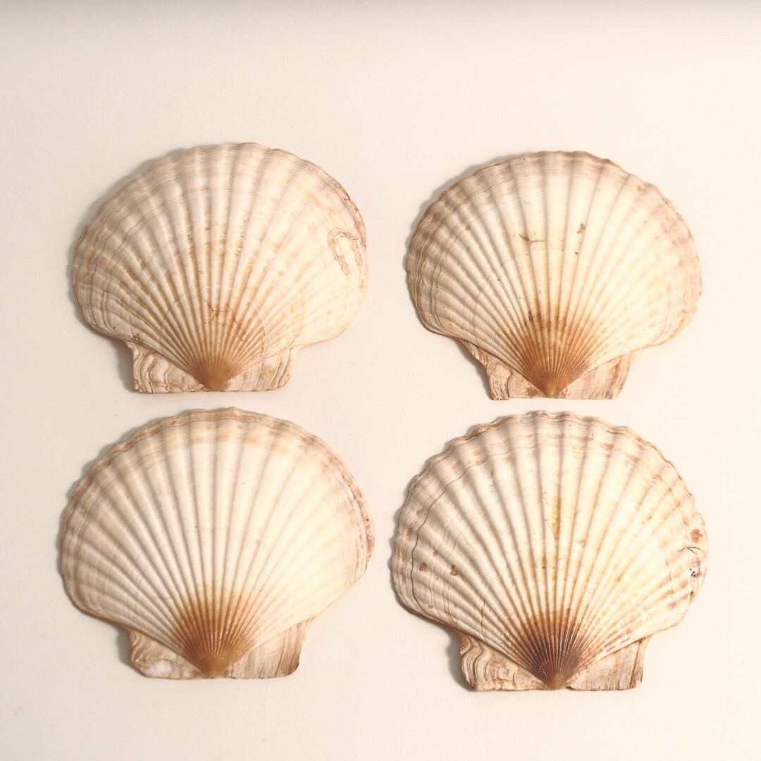 Vintage Natural Shell Plates Set of 4 Scallop Shell Plates - Etsy