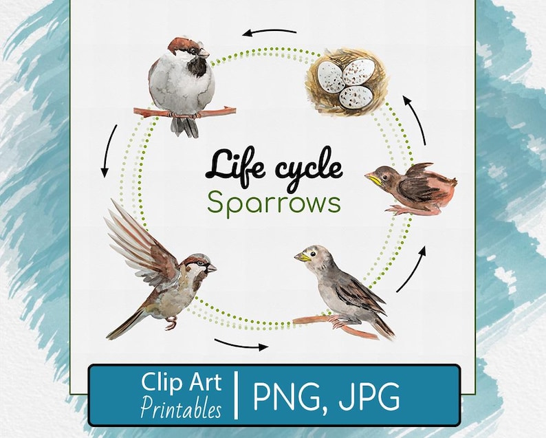 Sparrow Life Cycle Watercolor Prints - Instant Download Art - Sparrow ...
