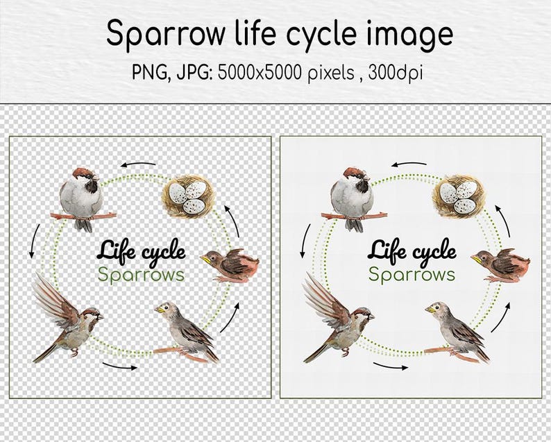 Sparrow Life Cycle Watercolor Prints - Instant Download Art - Sparrow ...