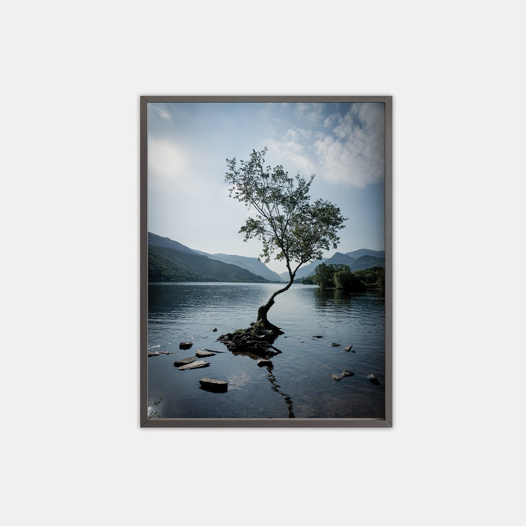 Snowdonia Lone Tree, Llyn Padarn, Snowdon Print, Snowdonia Photo ...
