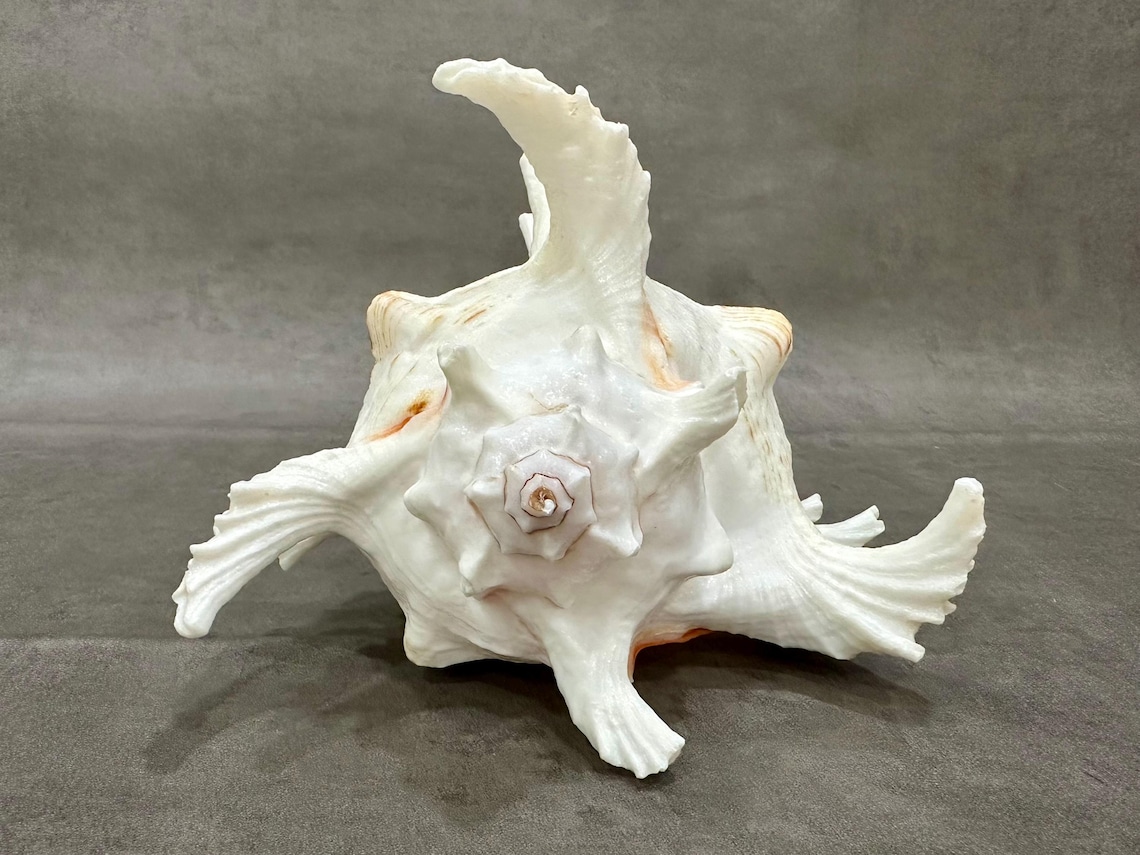 8" Giant Murex Seashell: Spiny Conch Shell for Home Decor - Etsy