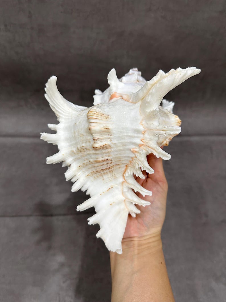 8" Giant Murex Seashell: Spiny Conch Shell for Home Decor - Etsy
