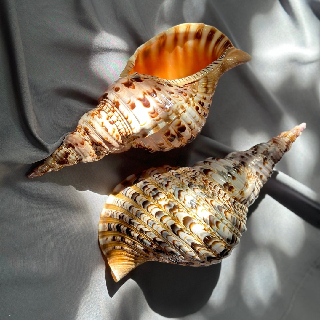 12-14.8” Large Triton Trumpet Seashell, Natural Queen Snail Shell ...