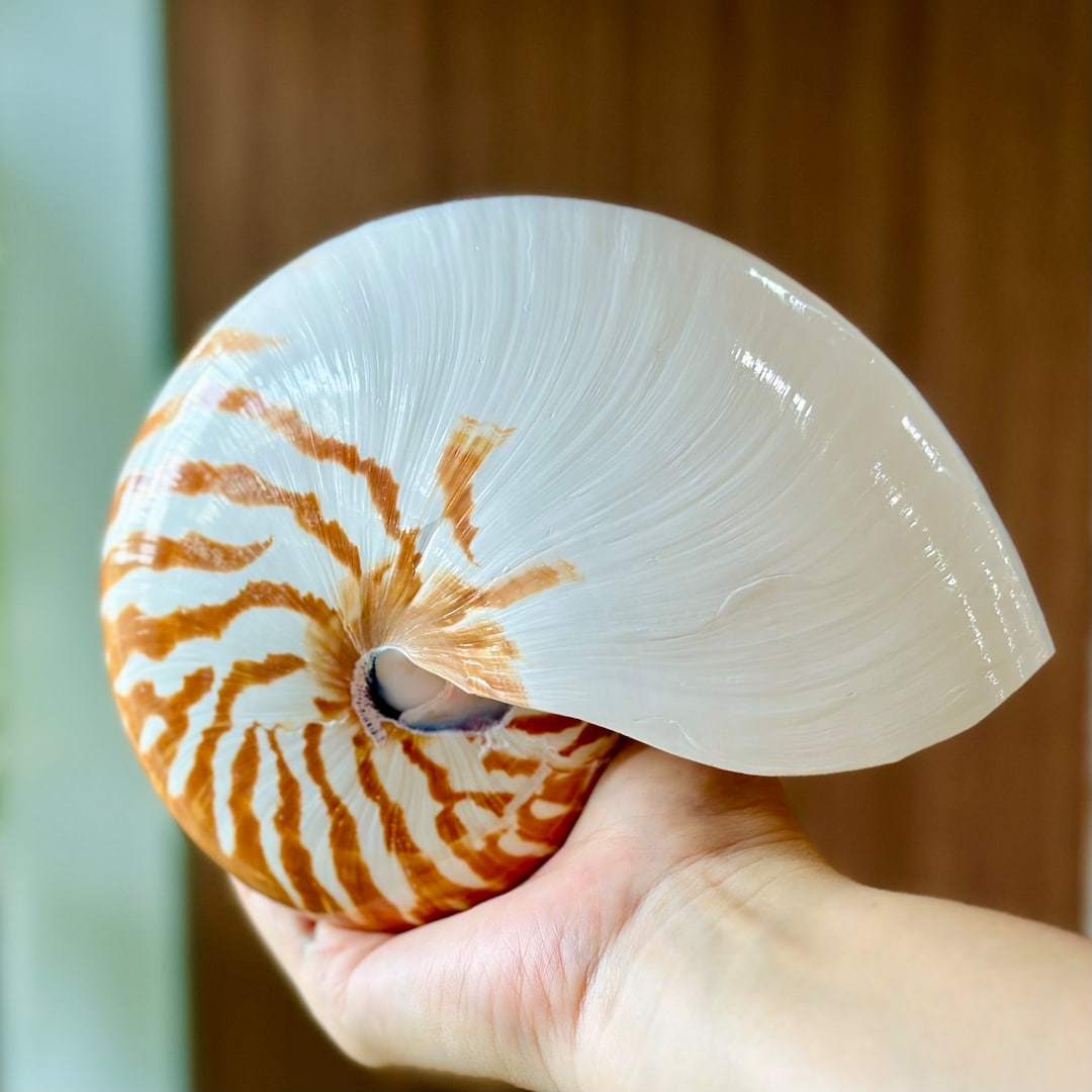 6-7.8" (15-19cm) Natural Chambered Nautilus Conch Shell, Iridescent Sea ...