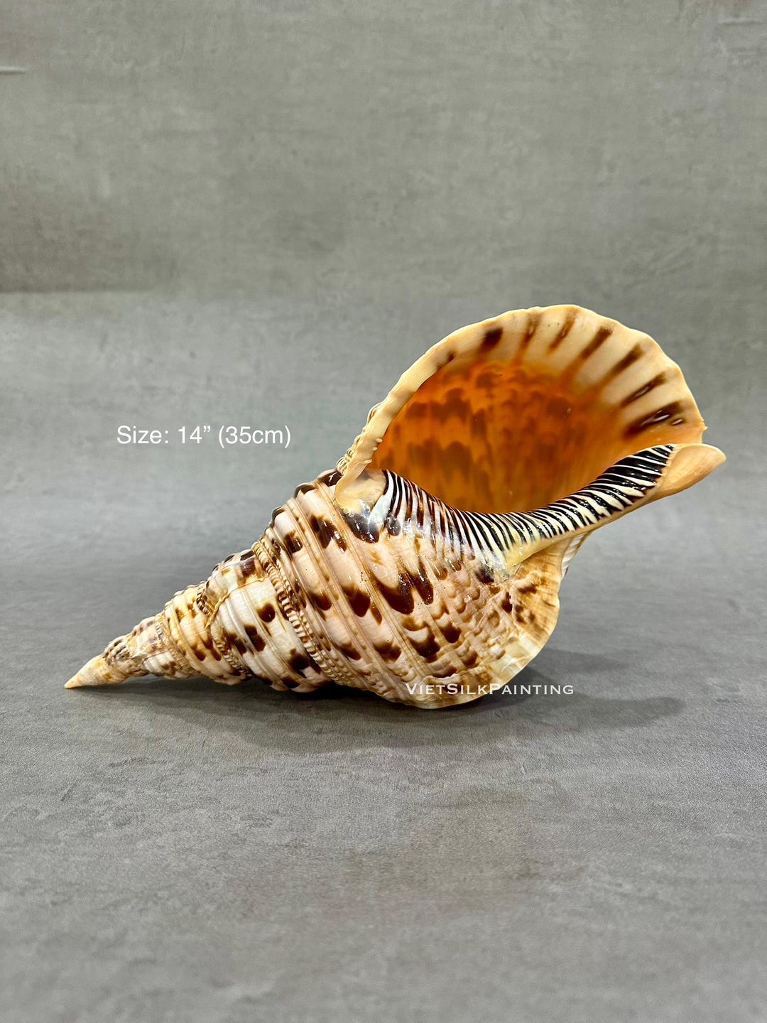 14 35cm Triton Shell, Sea Snail, Giant Conch Shell, Seashell for Home ...