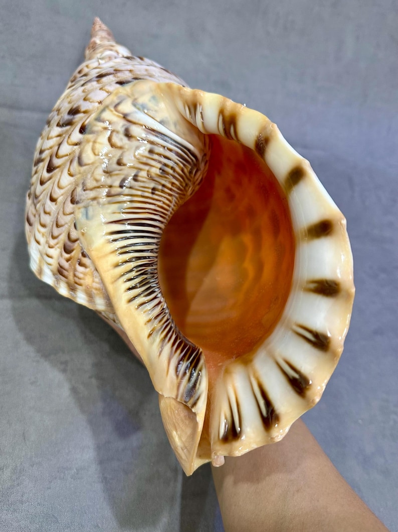 12-14.8” Large Triton Trumpet Seashell, Natural Queen Snail Shell ...