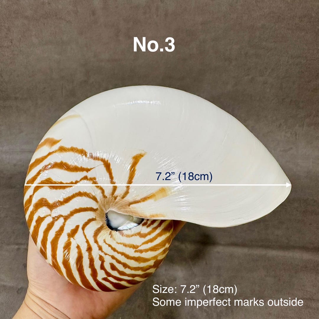 7.2” (18cm) SUPER SALE Shells With Small Crack/chip/imperfect Marks on ...
