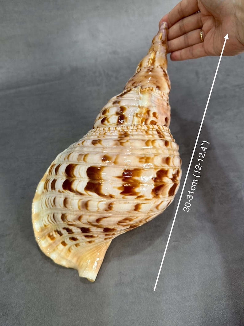 Rare Giant Triton Trumpet Seashell 12”-14.8” | Natural Queen Snail ...