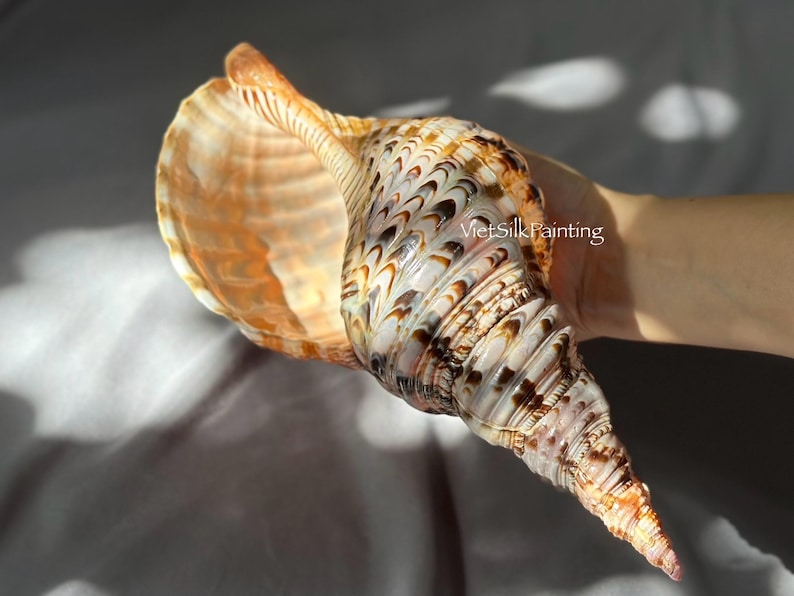 Rare Giant Triton Trumpet Seashell 12”-14.8” | Natural Queen Snail ...