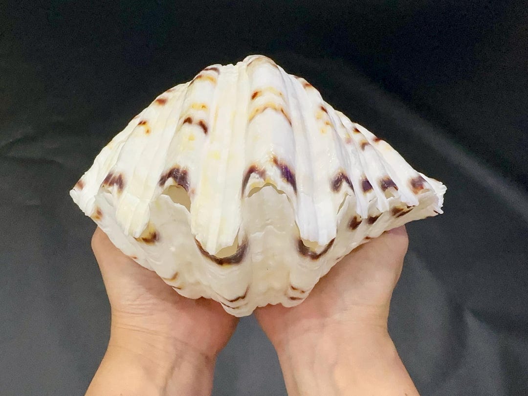 Tridacna Gigas Clam Shell Pair for Coastal Home Decor, Beach Wedding ...
