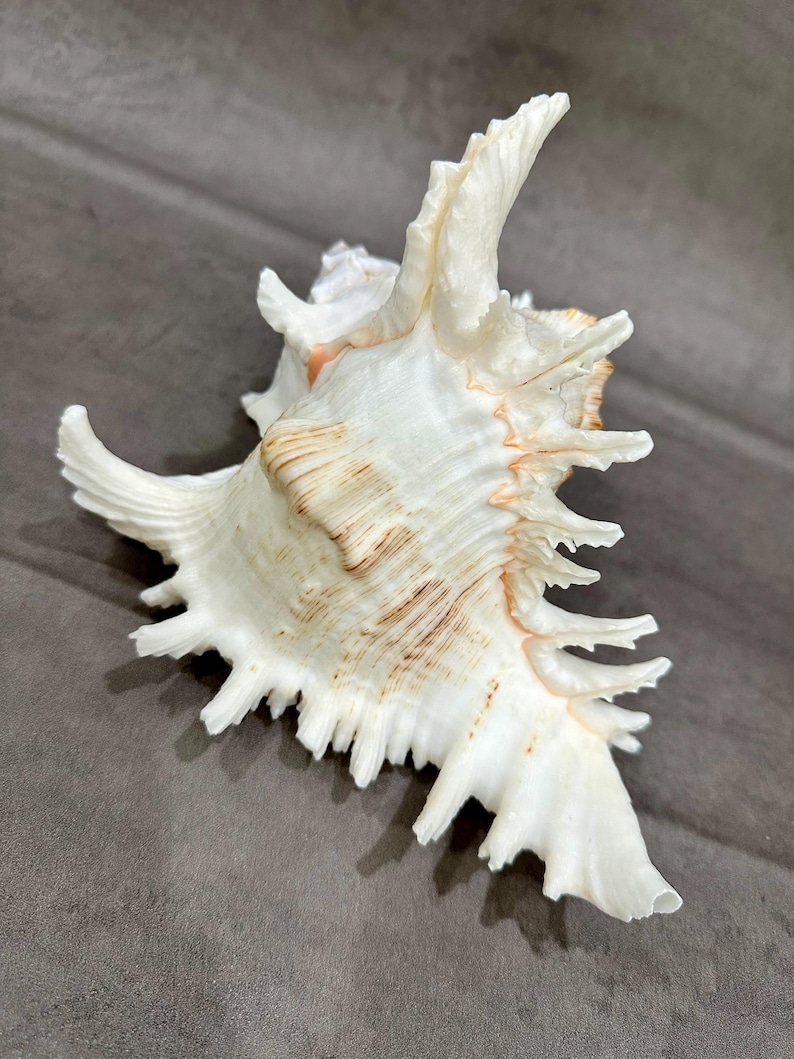8" Giant Murex Seashell: Spiny Conch Shell for Home Decor - Etsy